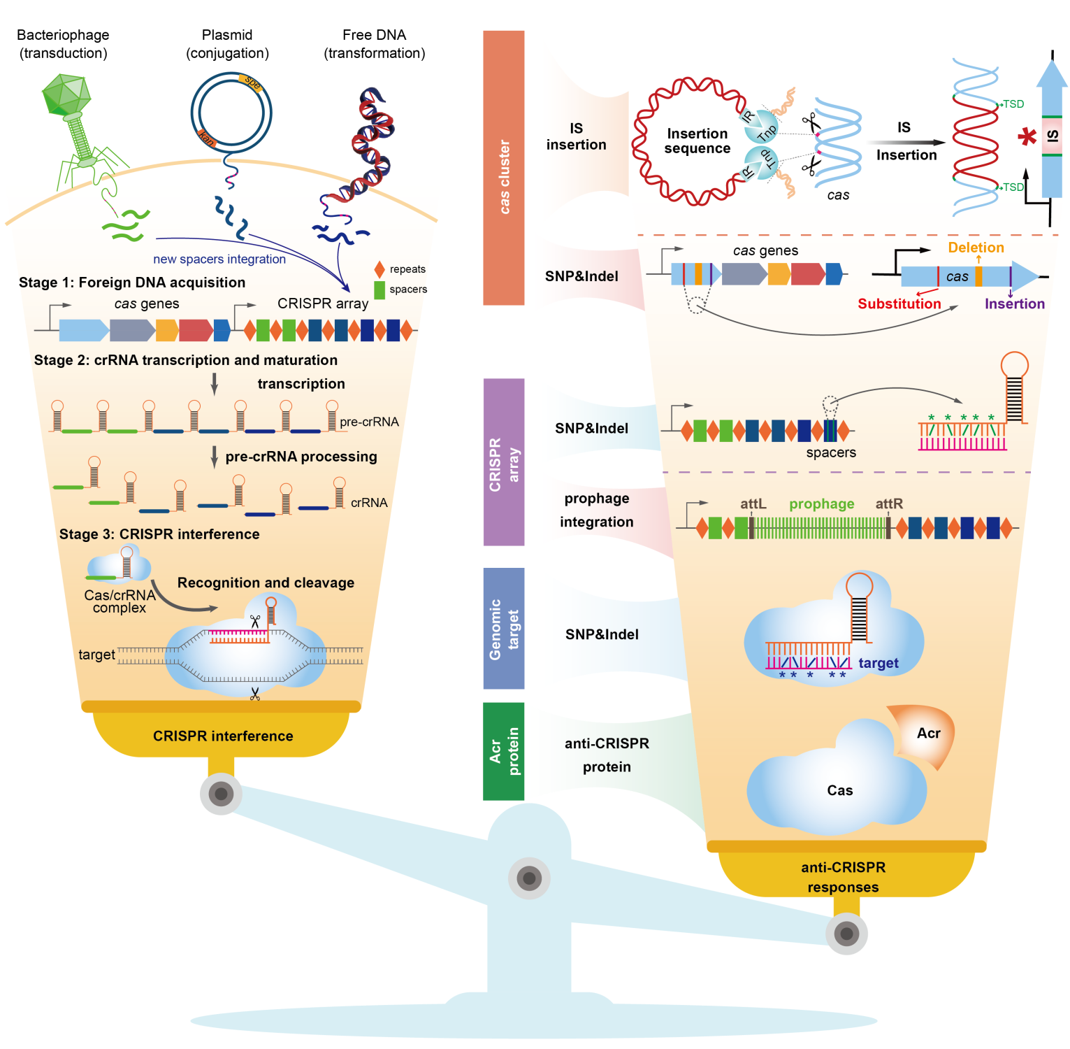上海交大邓子新团队揭示高效失活CRISPR-Cas系统的新机制 - 科研动态 - 上海交通大学生命科学技术学院